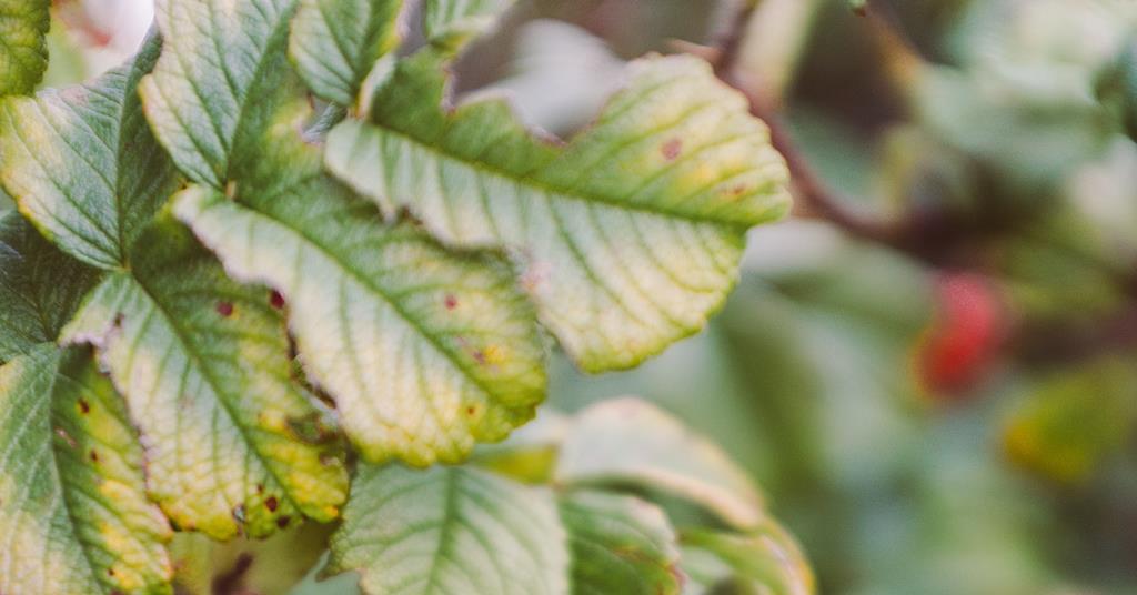 Can you use rose hip to treat Rheumatoid Arthritis? | Article | Woman Alive